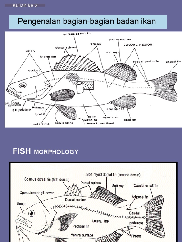 Morfologi & Meristik Ikan | PDF