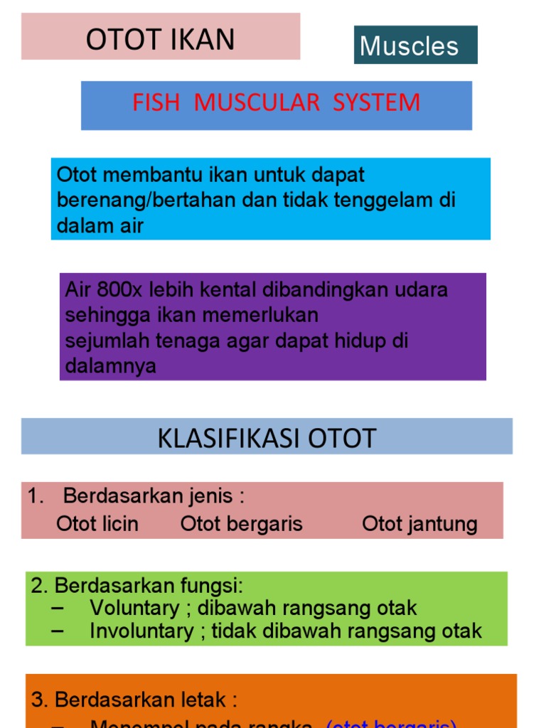 Struktur dan Fungsi Otot Ikan Nila | PDF | Kesehatan Holistik