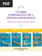 Anatomía Del Hueso Del Húmero Del Perro AnatomyLearner - El Lugar para ...