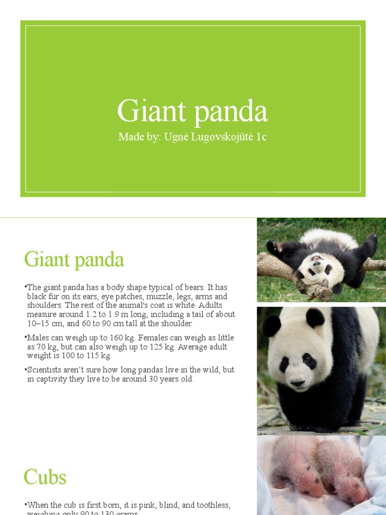 Giant Panda: Facts and Habitat Insights | PDF