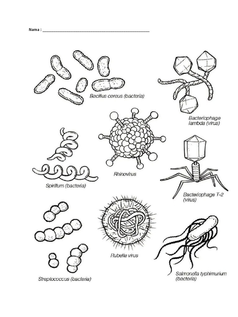 Latihan Mewarna Kuman | PDF