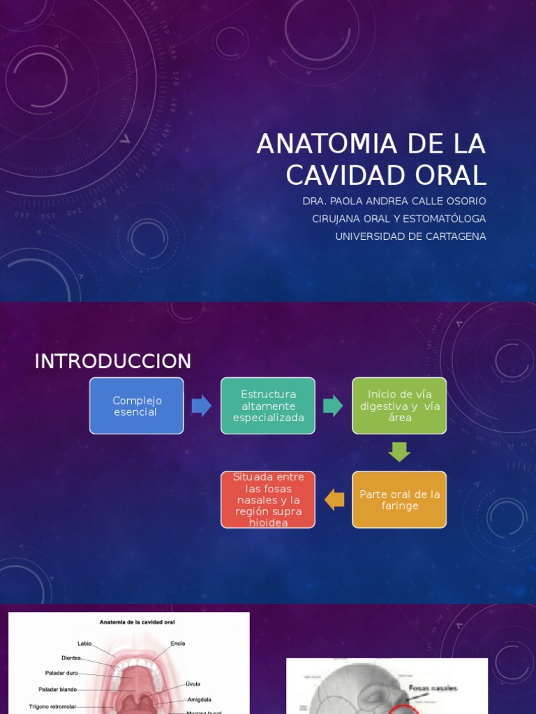 Anatomía de la Cavidad Oral y Carúnculas | PDF | Cara | Anatomía