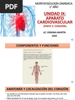 Formación del Asa Cardíaca en Embriología | PDF | Corazón | Órgano ...