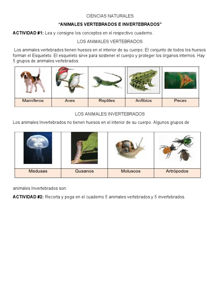 CIENCIAS NATURALES (Vertebrados e Invertebrados) | PDF