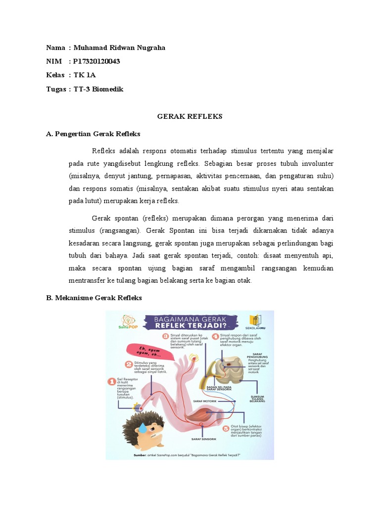 Gerak Refleks: Mekanisme dan Lengkung Refleks | PDF