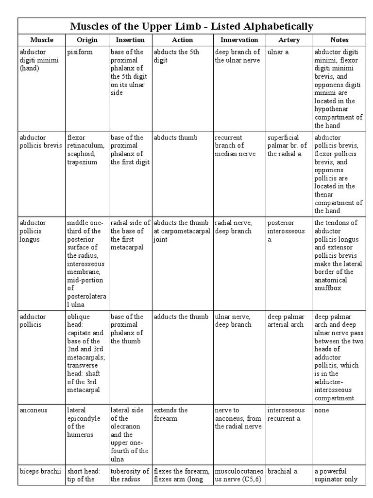 Muscles of The Upper Limb | PDF | Musculoskeletal System | Thumb