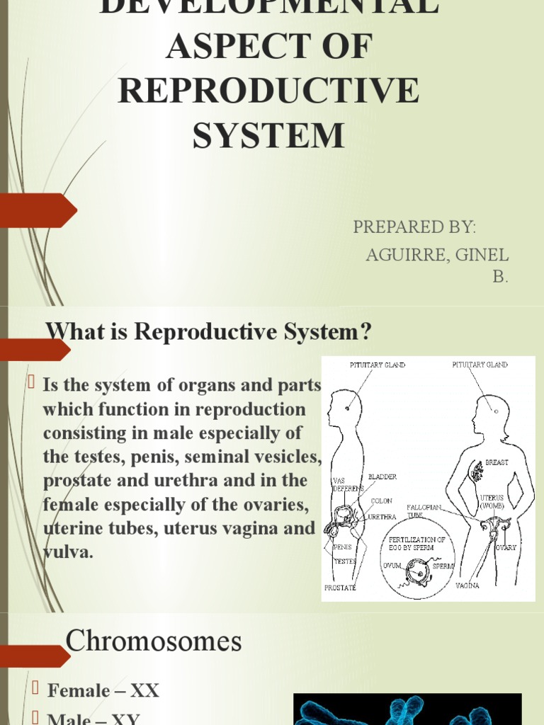 Developmental Aspect of Reproductive System | PDF