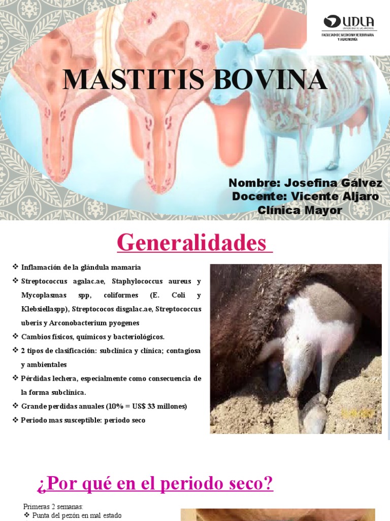Disertación de Mastitis | PDF | Leche | Vacas