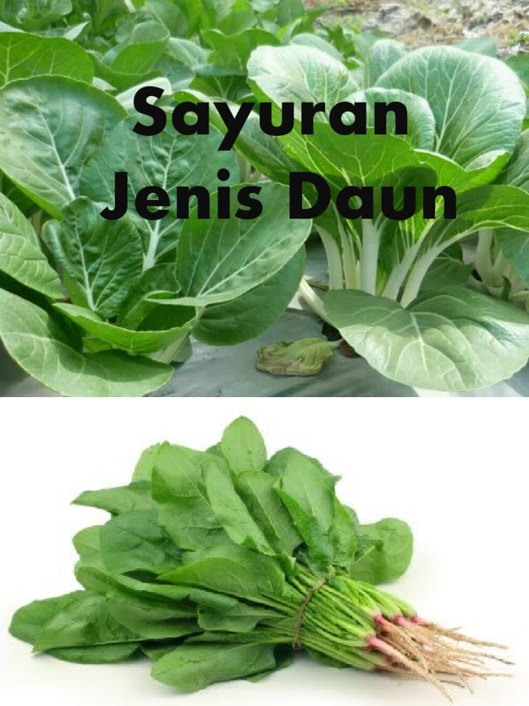 Jenis-Jenis Sayuran | PDF