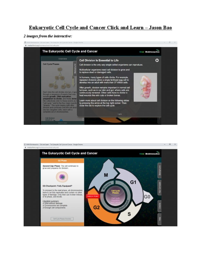 Eukaryotic Cell Cycle and Cancer Click and Learn | PDF