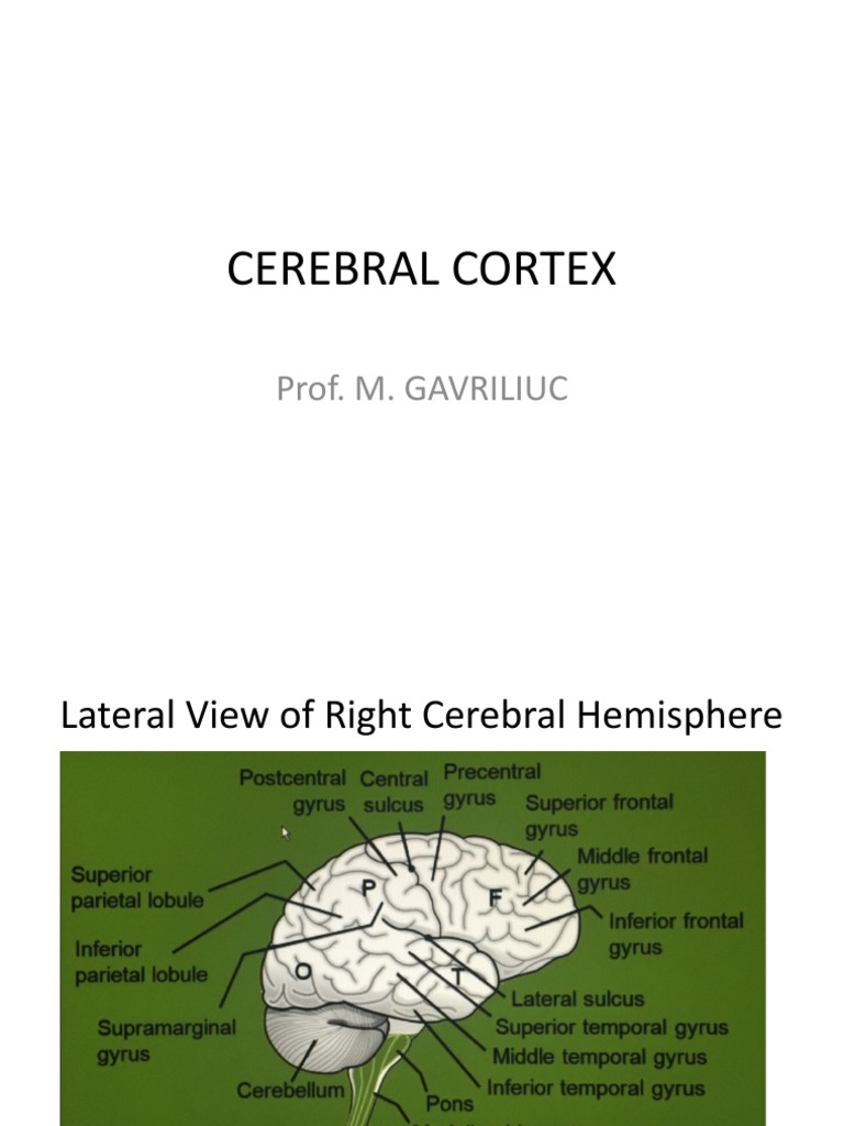 13 Cerebral Cortex | PDF | Speech | Aphasia