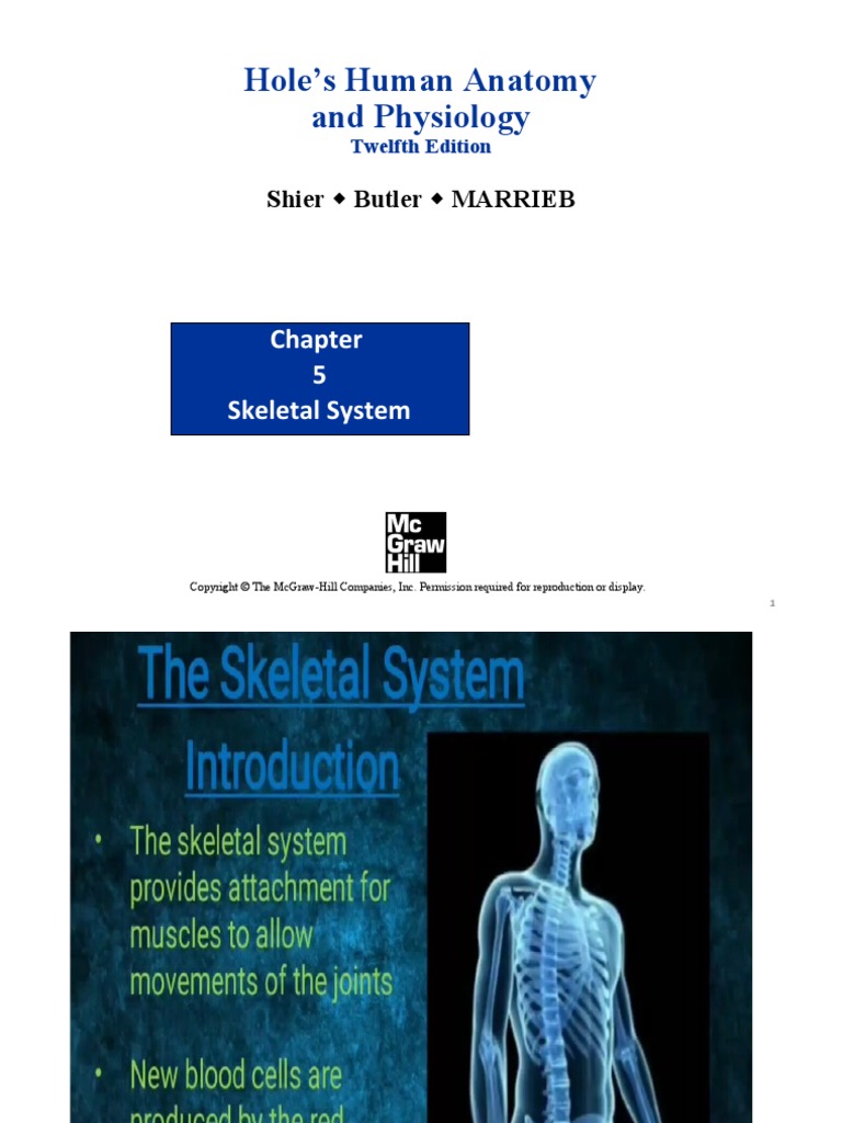 Hole's Human Anatomy and Physiology: 5 Skeletal System | PDF | Bone ...