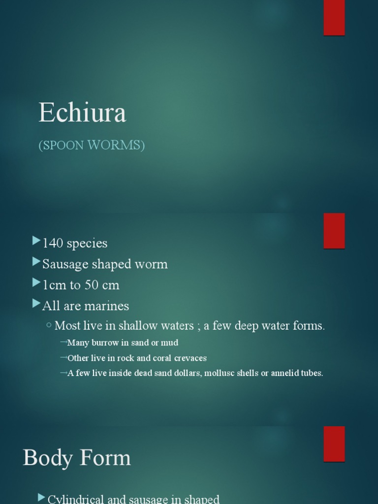 Phylum Echiura | PDF | Protostomes | Organisms