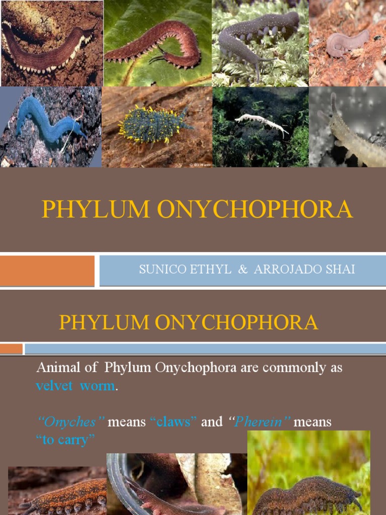Phylum Onychophora | PDF | Organisms | Zoology