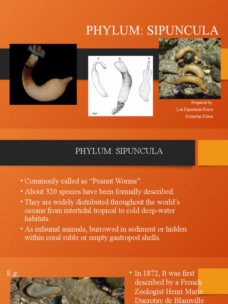 Phylum Sipuncula | PDF | Protostomes | Biology
