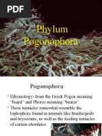 Overview of Priapulida (Penis Worms) | PDF
