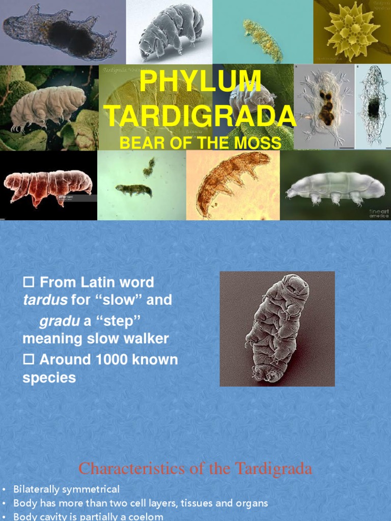 An In-Depth Look at Tardigrades: Characteristics, Traits, Reproduction ...