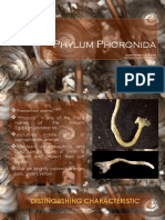 Phylum Priapulida | PDF
