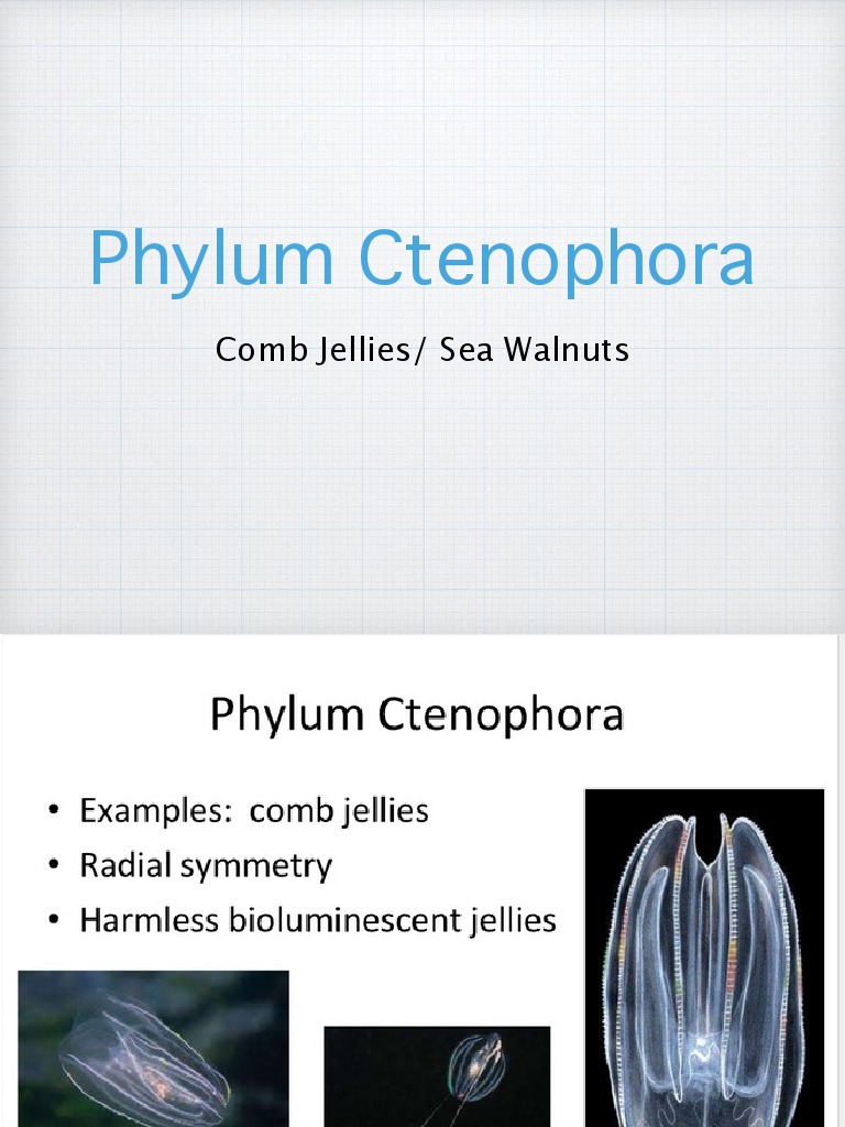 Phylum Ctenophora