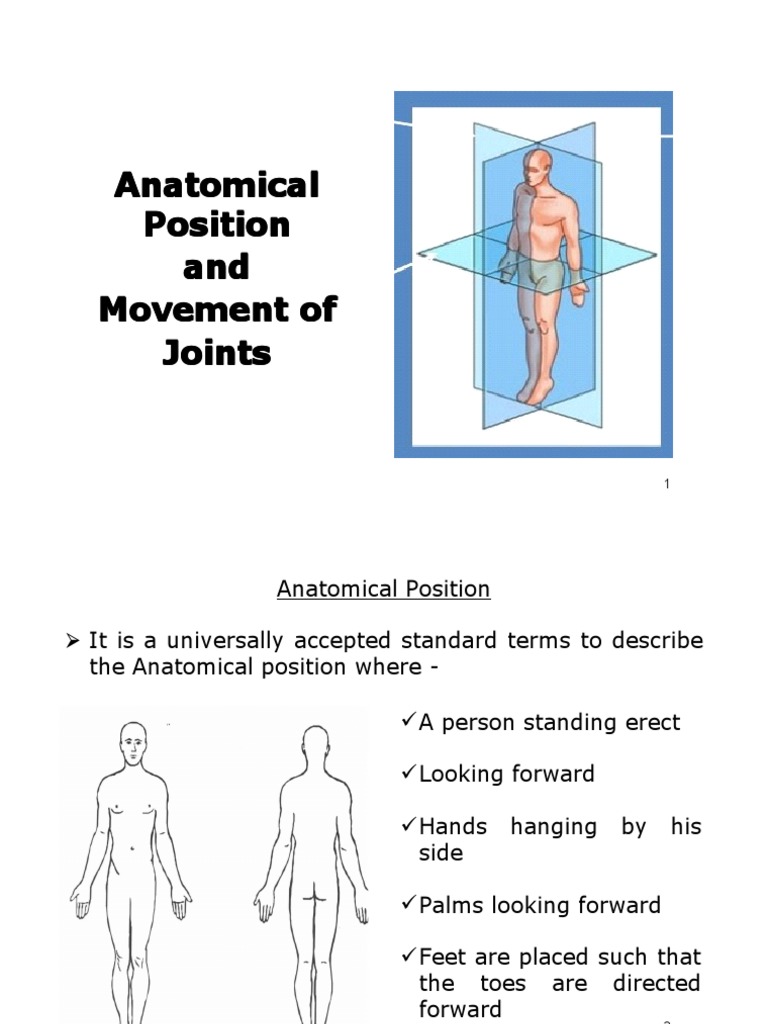 1.3 Anatomical Position and Movements of Joints | PDF | Anatomical ...