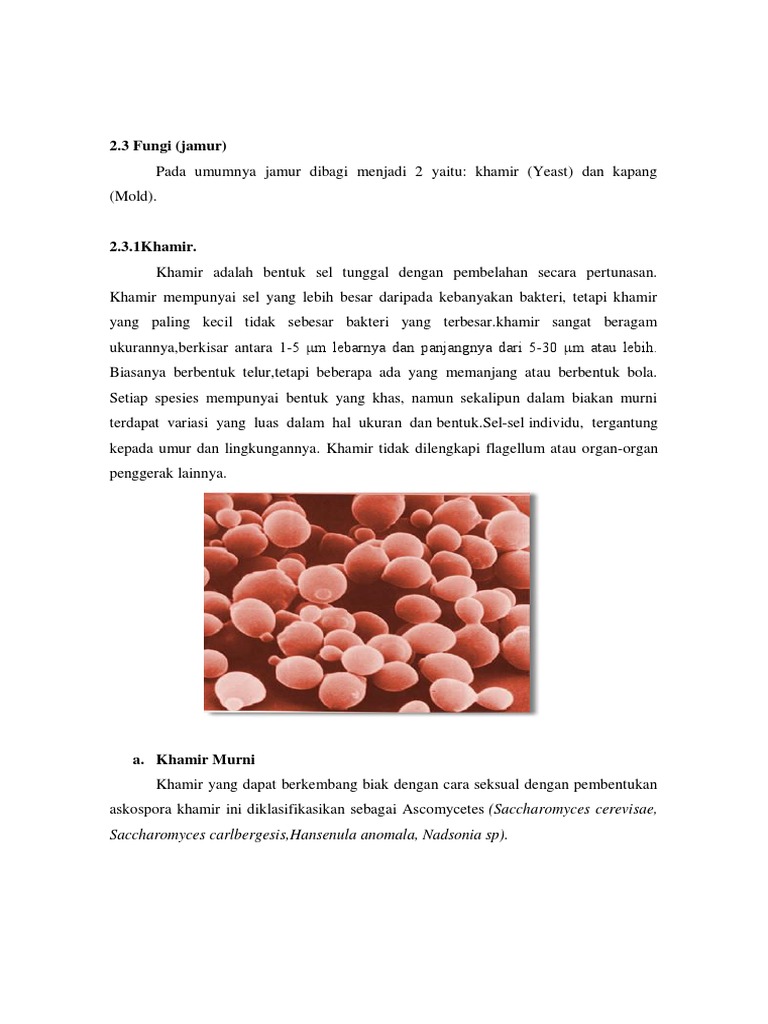Ciri dan Jenis Khamir dalam Fungi | PDF | Sains & Matematika