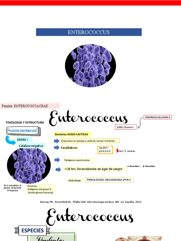 ENTEROCOCCUS | PDF | Microbiología | Patologia clinica