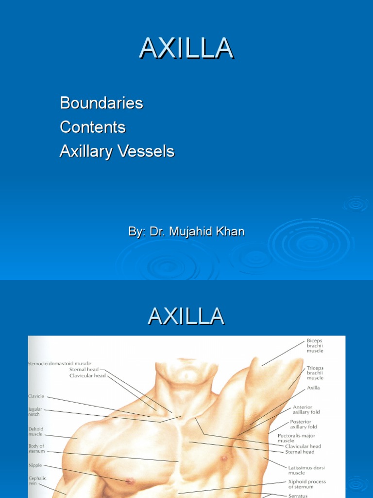 4 Axilla | Download Free PDF | Arm | Limbs (Anatomy)