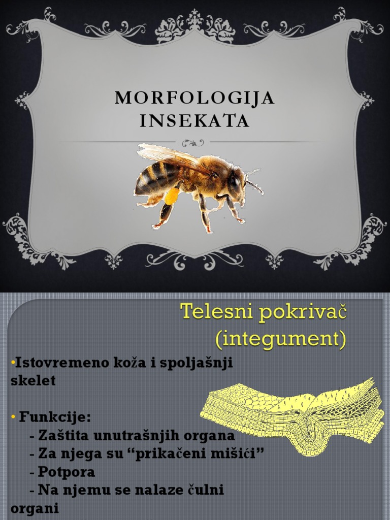 Morfologija | PDF