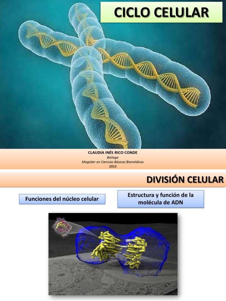 Ciclo Celular: División y Estructura Celular | PDF | Mitosis | Cromosoma