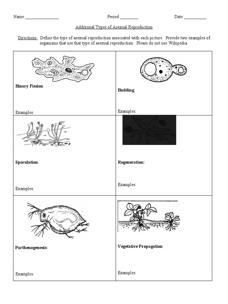 Asexual Reproduction Worksheet | PDF | Self-Improvement
