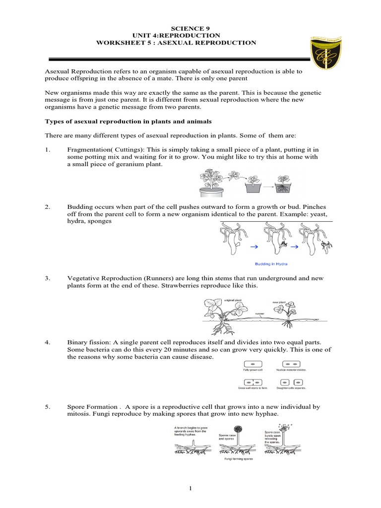 Asexual Reproduction Worksheet 5 | PDF | Reproduction | Sexual Reproduction