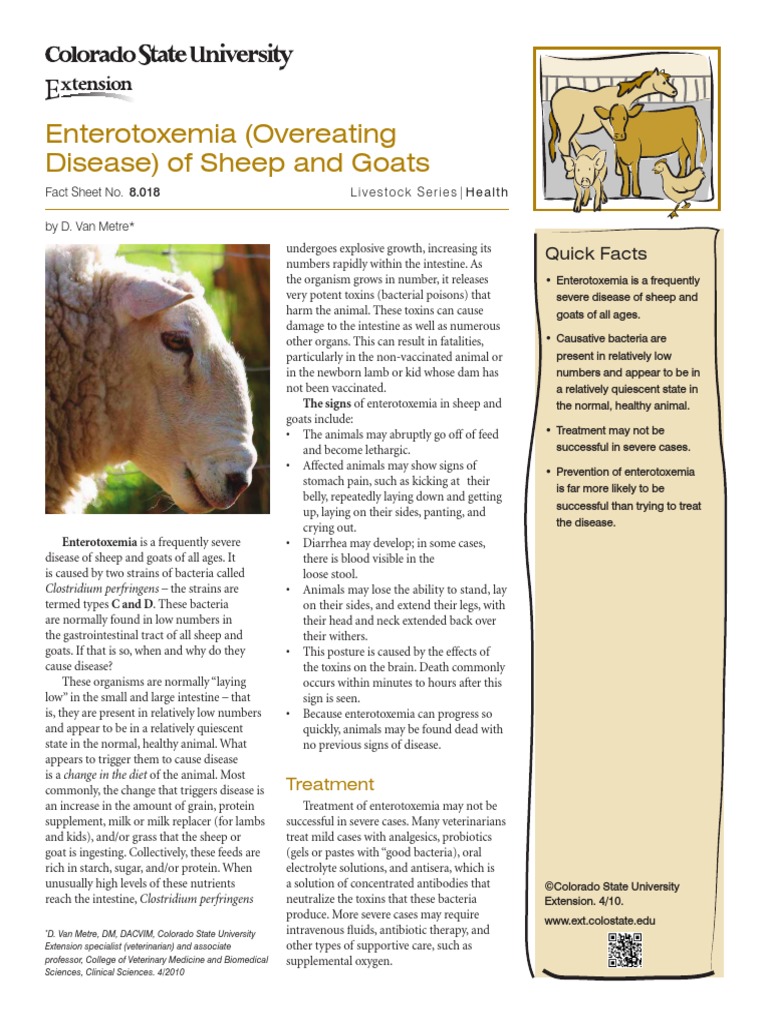 Enterotoxemia of Sheep and Goats | PDF | Sheep | Vaccines