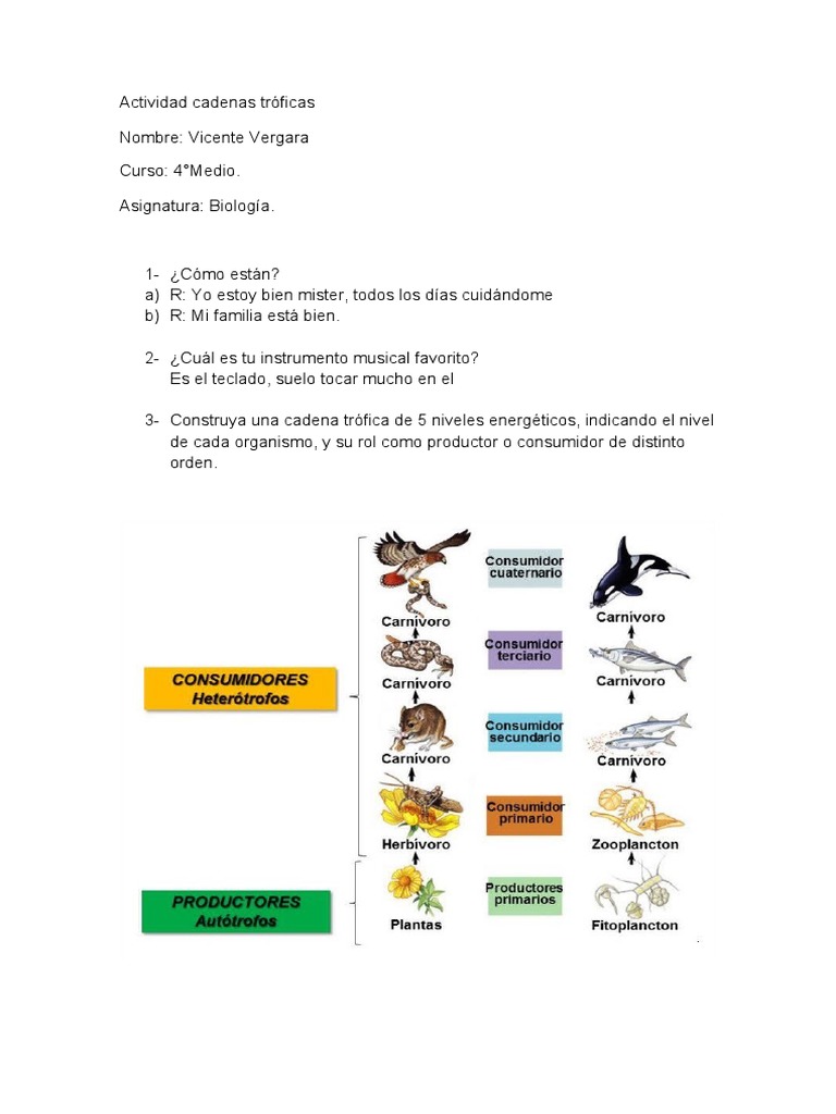 Actividad de Cadena Trófica | PDF