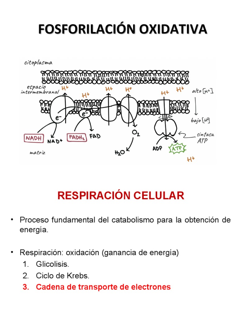 Fosforilacion Oxidativa | PDF | Trifosfato de adenosina | Cadena de transporte de electrones