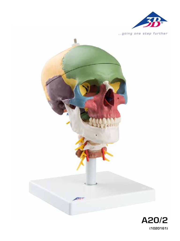 Skull PDF | PDF | Skull | Anatomy