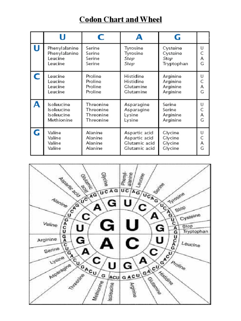 Codon Chart and Wheel Handout | PDF