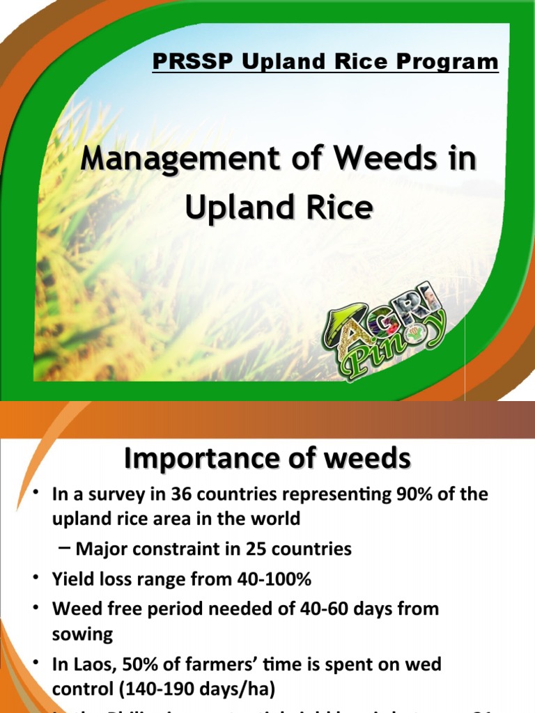 Upland Rice Weed Management Strategies | PDF | Tillage | Rice