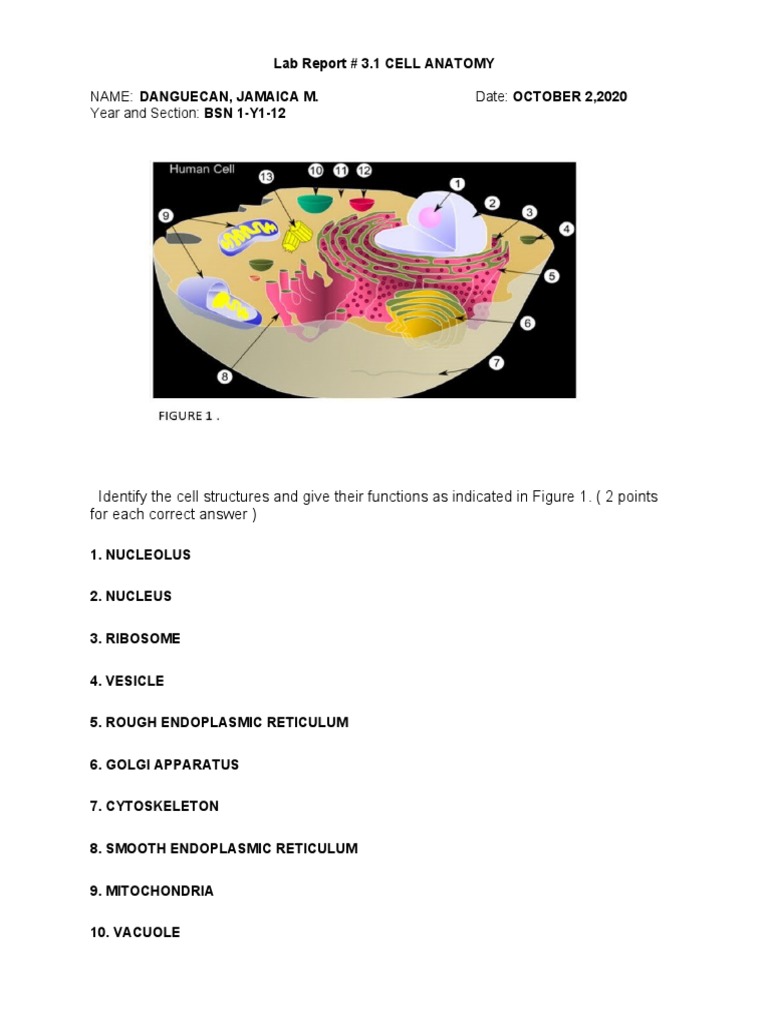 Lab Report #3 The Cell | PDF
