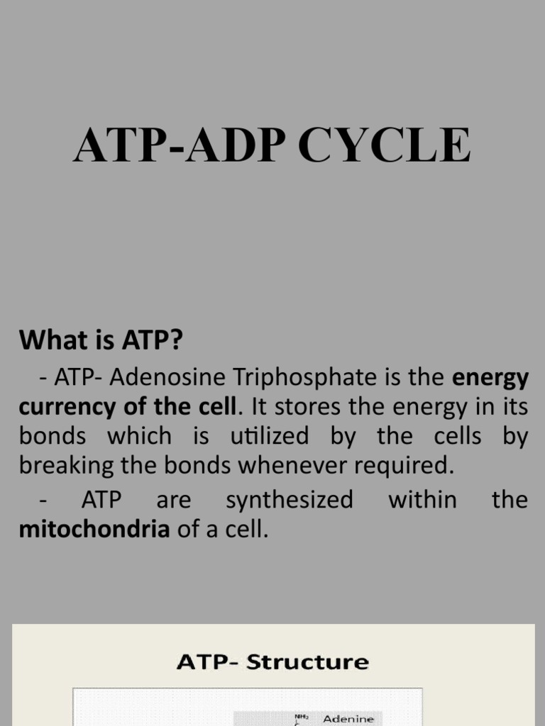 Atp-Adp Cycle | PDF