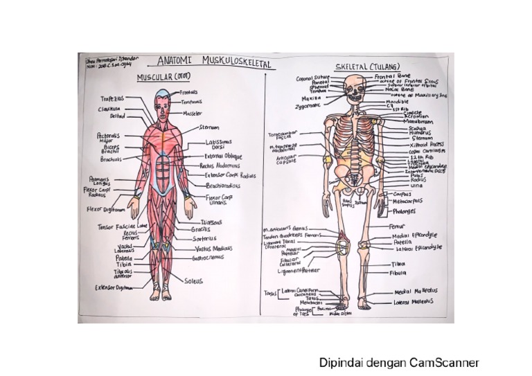 Gambar Anatomi Muskuloskeletal-Dhea Permatasari Iskandar | PDF