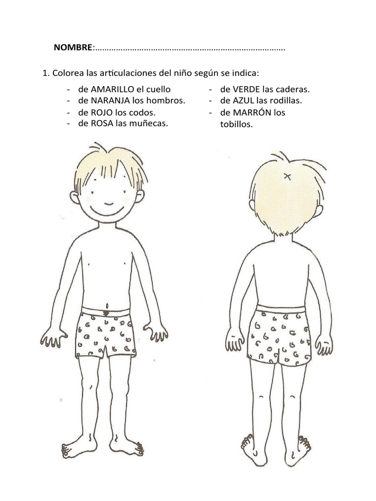 Colorear Articulaciones | PDF