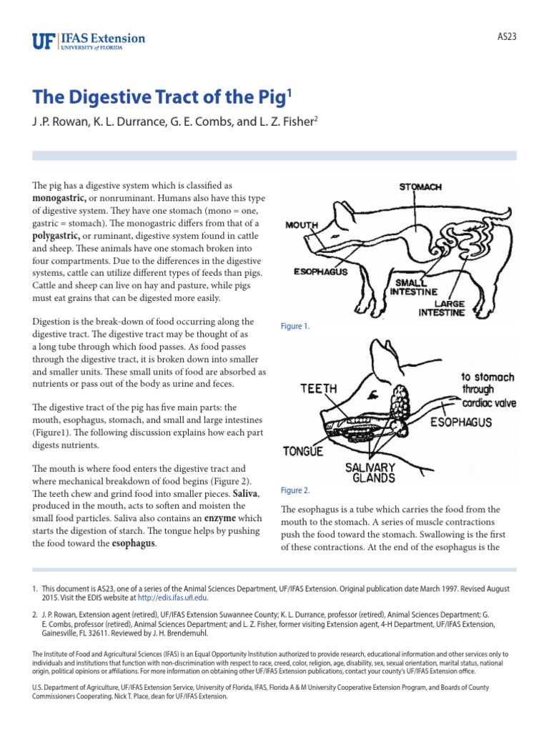 Pig Monogastric Digestive System Overview | PDF | Small Intestine ...