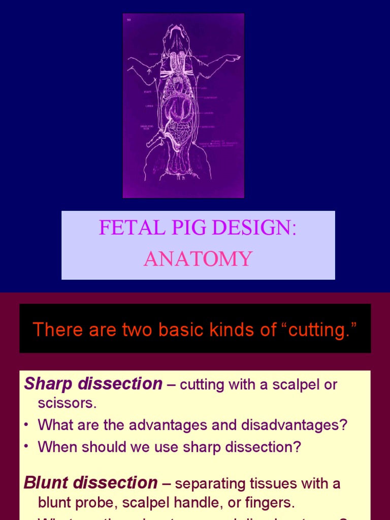 Fetal Pig Anatomy | PDF | Thorax | Common Carotid Artery
