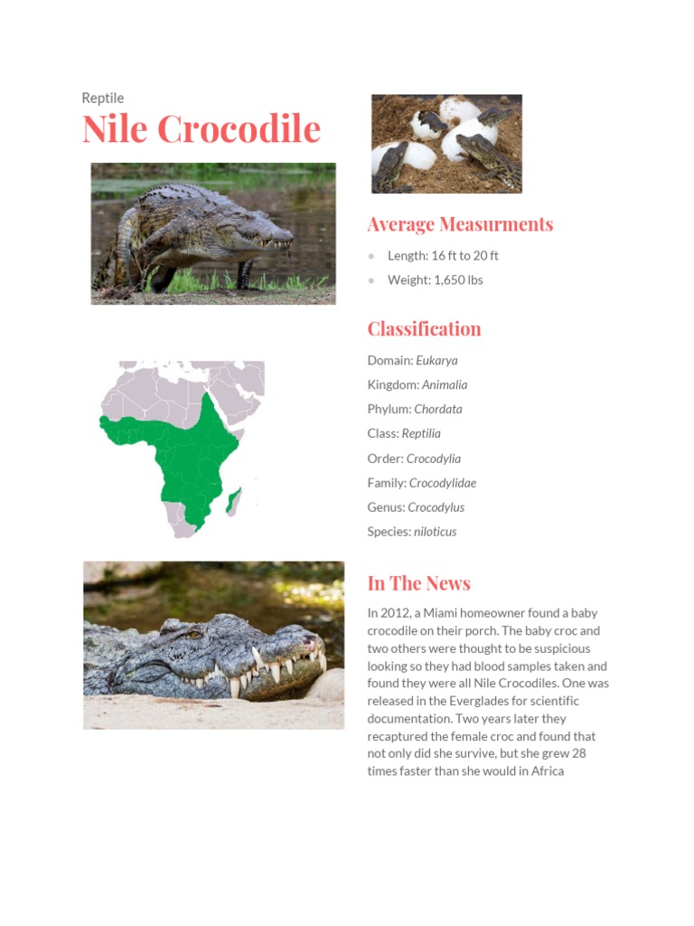 Nile Croc | PDF | Nature