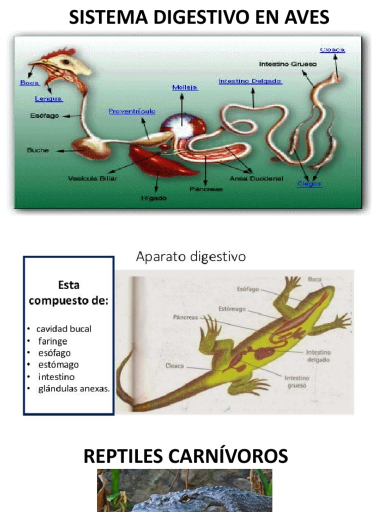 Sistema Digestivo de Las Aves y Los Reptiles | PDF