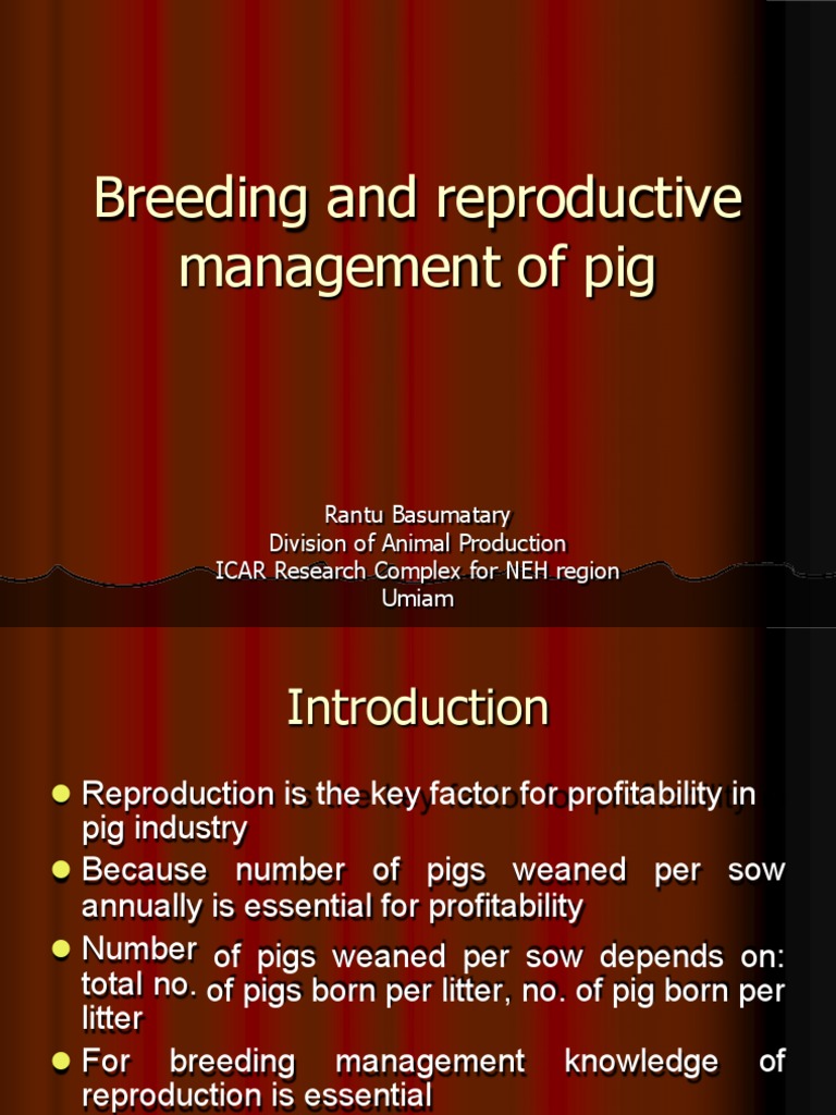 Breeding and Reproductive Management of Pig | PDF | Domestic Pig ...