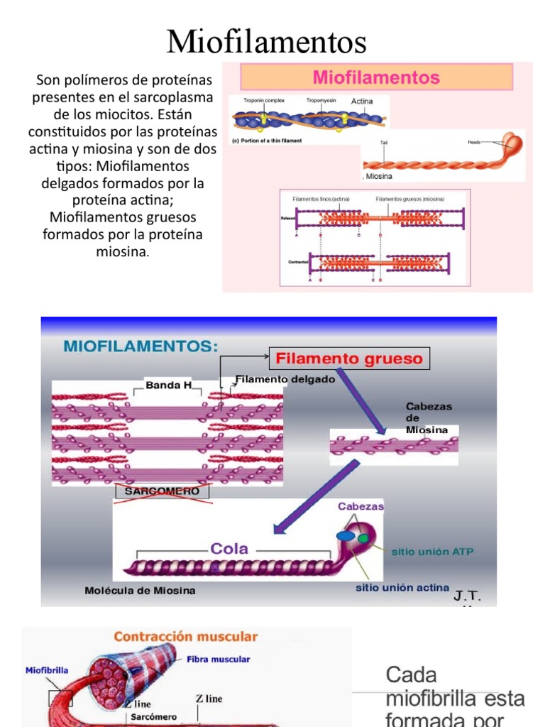 Miofilamentos 2 | PDF