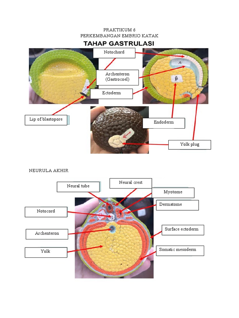 Perkembangan Embrio Katak - Rossy | PDF