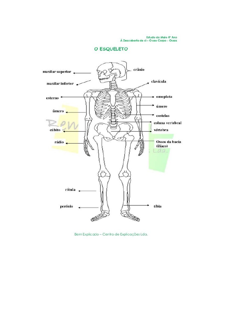 Esqueleto Humano Pdf