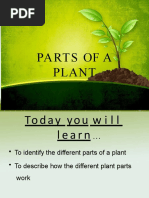 Parts of A Plant - PowerPoint | PDF | Seed | Plants